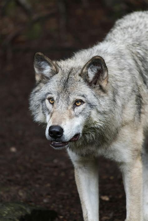 Wolf Eye Colors Why Wolves Have Yellow Amber And Blue Eyes