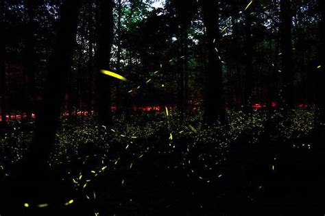 Fireflies In Florida Types And When You Can Expect To See Them A Z