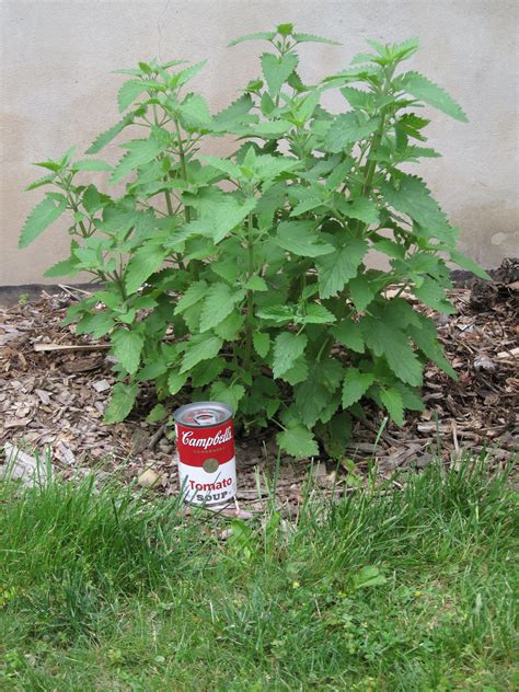 Why You Should Grow Catnip Cat Opedia