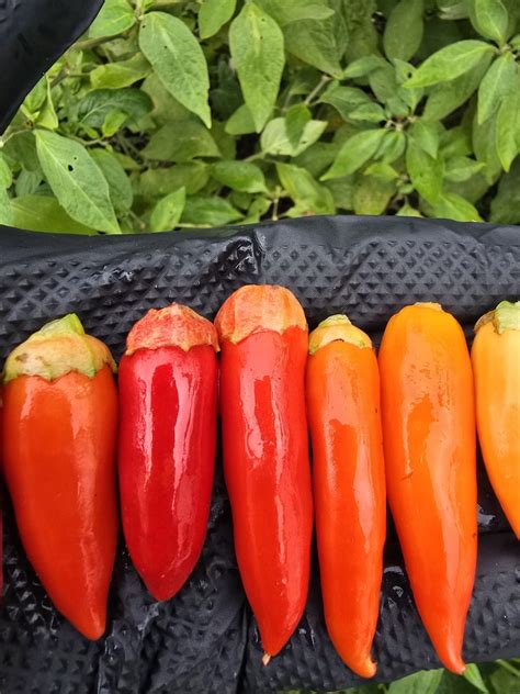 Uchu Creme X Candlelight Mutant X Maya Purple Passion X Bleeding Rawit