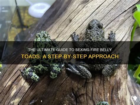 The Ultimate Guide To Sexing Fire Belly Toads A Step By Step Approach