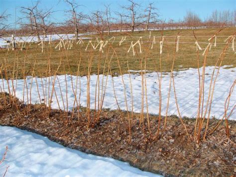 How To Prune Raspberries Fine Gardening