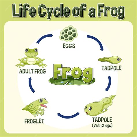 Free Vector Frog Life Cycle Diagram