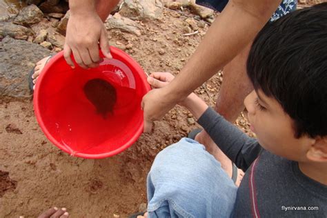 Leap To Freedom By A Peacock Soft Shell Turtle Paragliding In India