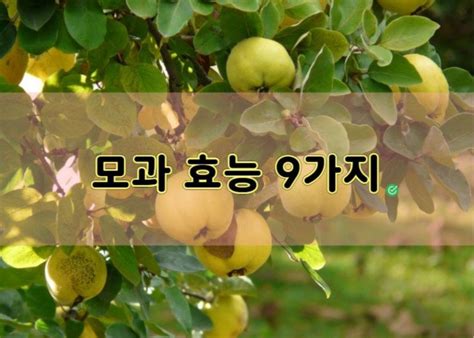 모과 효능 9가지 샌슨의 행복한 세상