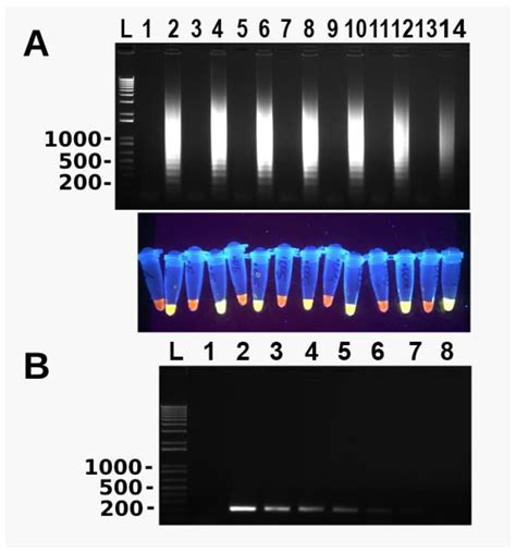 Correction Matthew Et Al A Loop Mediated Isothermal Amplification