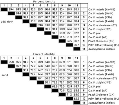 Phytoplasma 16s Rrna And Seca Gene Nucleotide Sequence Comparisons