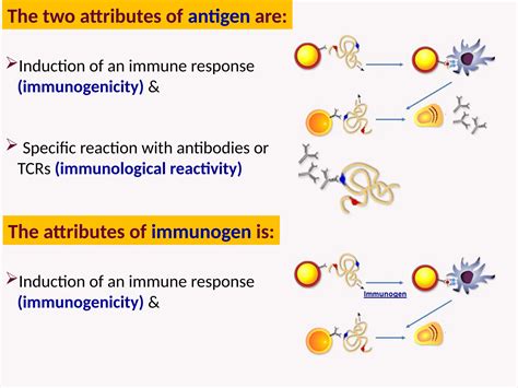 Antigen And Antibodiespptx Functions Of Antibodies Pptx