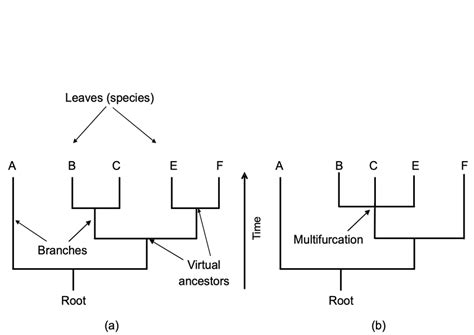 Illustration Of Phylogenetic Tree With Five Species And Resolved The