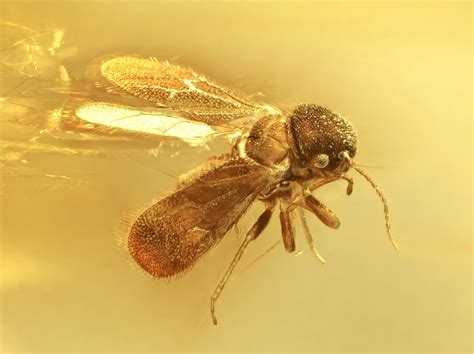 Dominican Amber Inclusion R Amberfossil