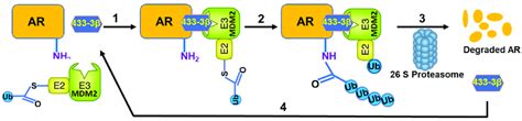 Schematic Of The Vnpp433 3β Molecular Glue Induced Androgen Receptor