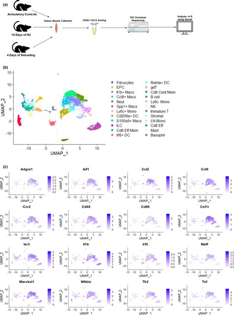 Experimental Designs And Single Cell Sequencing Of Cd45 Cells A Download Scientific Diagram