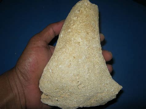 Bone Or Rock Fossil Id The Fossil Forum