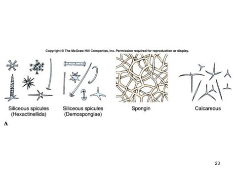 Class Hexactinellida Spicules