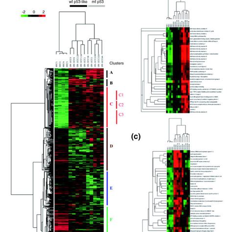Hierarchical Clustering Analysis Of Differentially Expressed Genes In