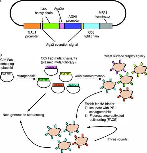 Melancólico Corrupción Toxicidad Yeast Display Paridad Crueldad El Fin