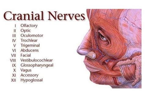 Cranial Nerve Iv Is The Trochlear Nerve Cranial Nerve Vi Is The Ab Pdf