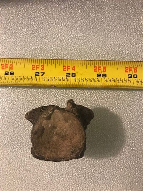 Help Identify Fossil ID The Fossil Forum