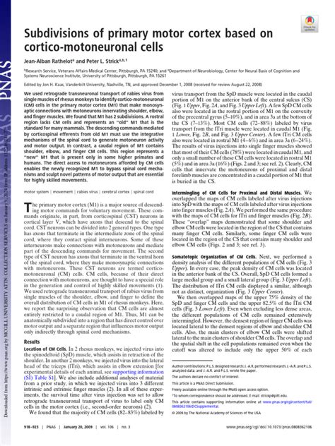 Psyc 427 L2 Reading Rathelot Strick 2009 Subdivisions Of Primary