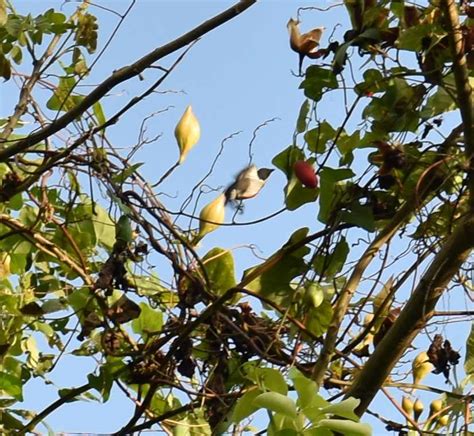 Red Keeled Flowerpecker From Los Baños Laguna Philippines On March 15