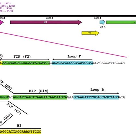fiv genomic orientation and location of lamp primer sets targeting