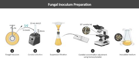 Fungal Inoculum Preparation Biorender Science Templates