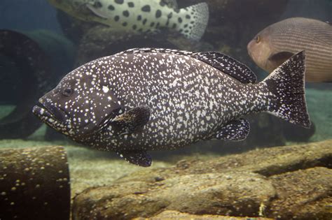 Epinephelus