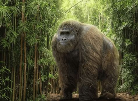 Aois Oighear Gigantopithecus Why I Need You To Take World Octopus Day