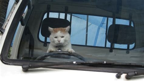 Парень всего за ночь заработал шесть уголовных дел Как тут жить