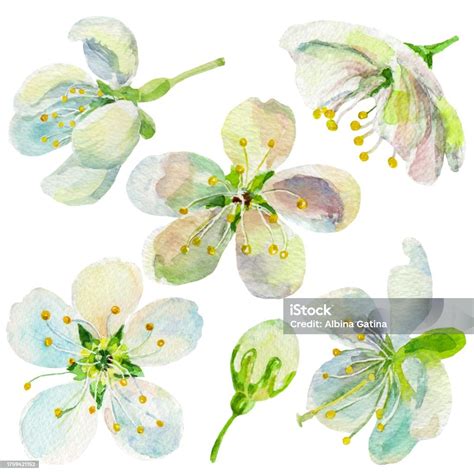 흰 배경에 고립된 세트에 자두꽃이 피고 있다 손으로 그린 수채화 그림으로 사실적인 그림입니다 엽서 초대장 직물에 잘 어울릴 것입니다 가벼운에 대한 스톡 벡터 아트 및 기타