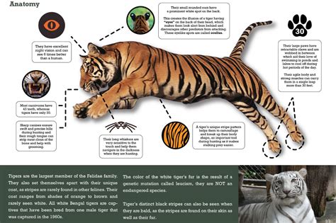Tiger Subspecies Chart