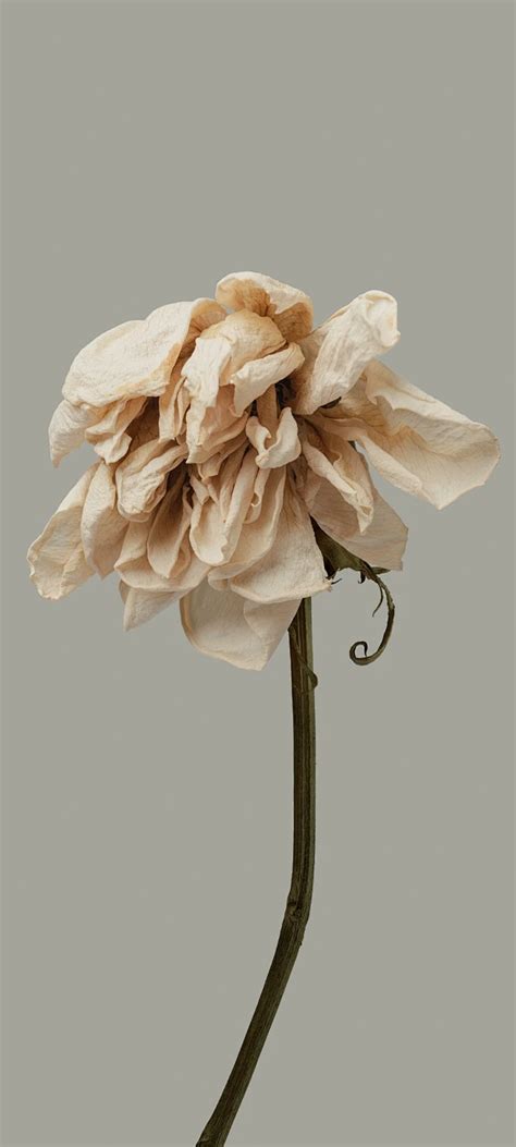 Hyperos澎湃os系统内置壁纸 花瓣网