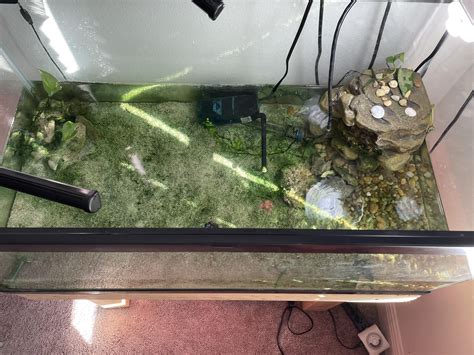 Turtle Tank Algae R Turtle