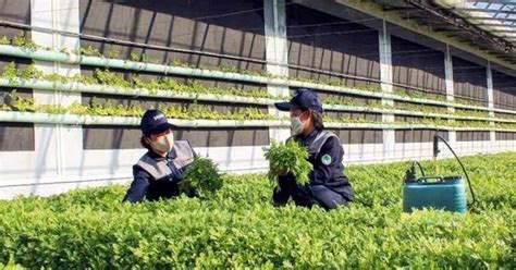 북한 중평남새온실농장 소개신선한 채소 공급