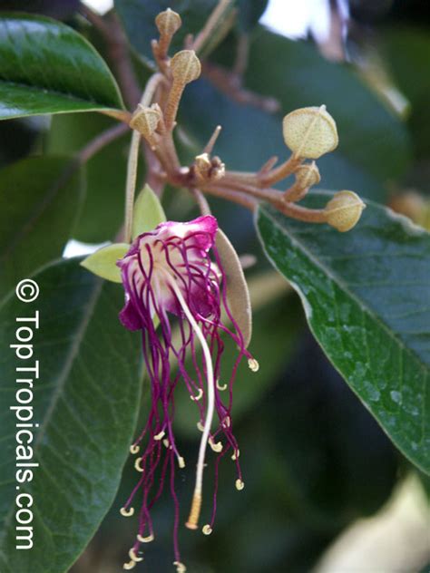 Jamaica Capers At Kimberly Clifton Blog