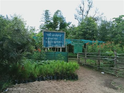 မိုင်းခုတ်မြို့၌ မိုးရာသီသစ်ပင်စိုက်ပျိုးရန် ပျိုးပင်ပေါင်း ၅၈၀၀ ပျိုးထောင်ထားရှိ