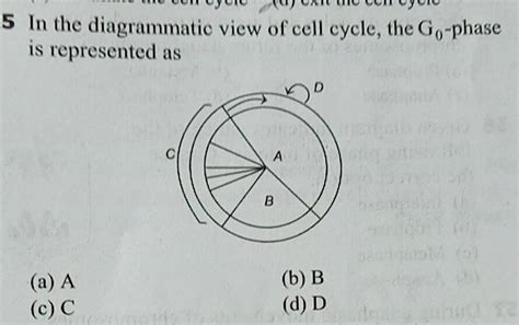 5 In The Diagrammatic View Of Cell Cycle The G0 Phase Is Represented As