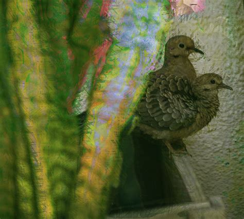 Morning Doves Free Stock Photo Public Domain Pictures