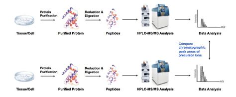 What You Should Know About Quantitative Proteomics Prime Jones Medium