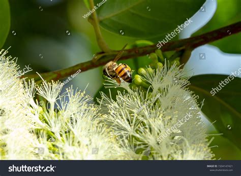 Inga Laurina Photos And Images Pictures Shutterstock