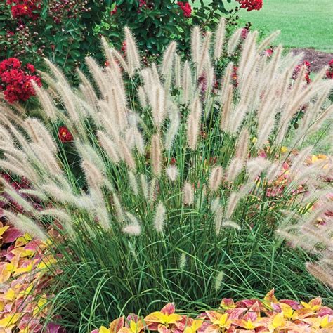 Hameln Fountain Dwarf Pennisetum Ornamental Grass Dormant Bare Root