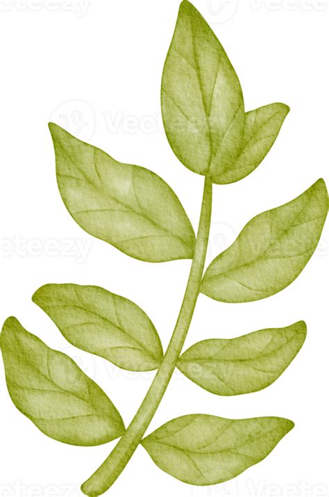 Watercolor Spice Bay Leaf 34758042 Png