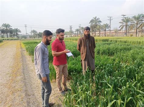 usama saleem on linkedin wheat dataanalysis fieldwork uaf breeding