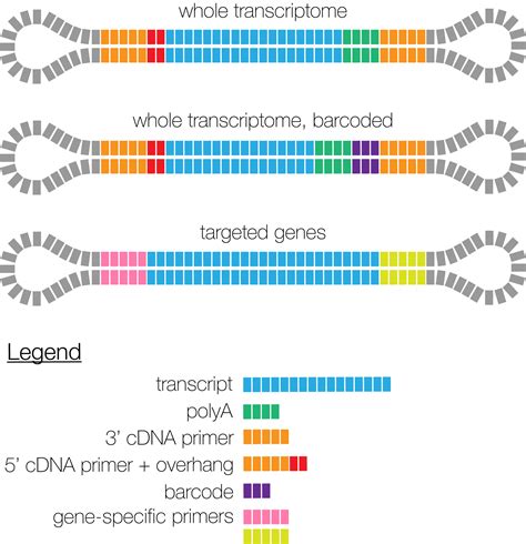 Pacbio的异构体测序（iso Seq） Ryannsbio 博客园