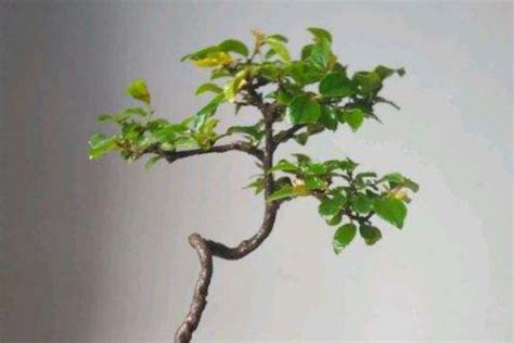 雀梅花盆景如何养 发财农业网