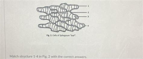 solved match structure 1 4 in fig 2 with the correct