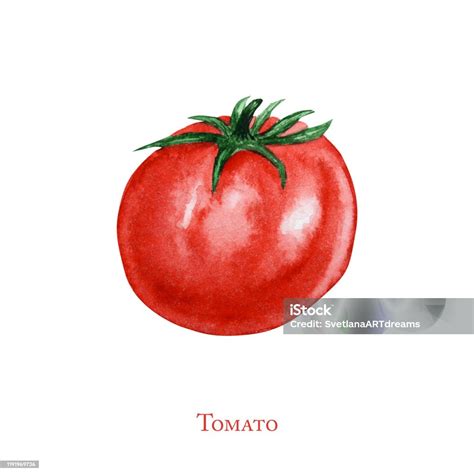 수채화 는 클리핑 경로와 토마토를 그린 흰색 배경에 고립 된 손으로 그린 신선한 음식 디자인 요소 유기 야채 손으로 그린