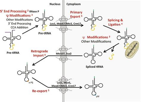 Synthesis And Processing Of Trna
