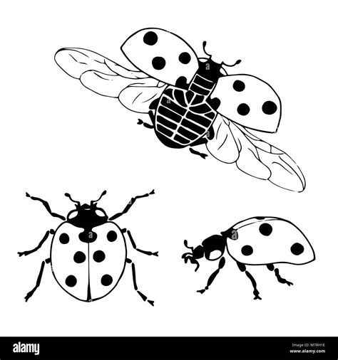 Vector Set Of Ladybug In Different Positions Hand Drawing Ladybug Stock Vector Image And Art Alamy