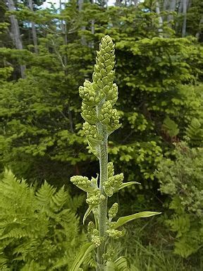 梅蕙草 写真集 1